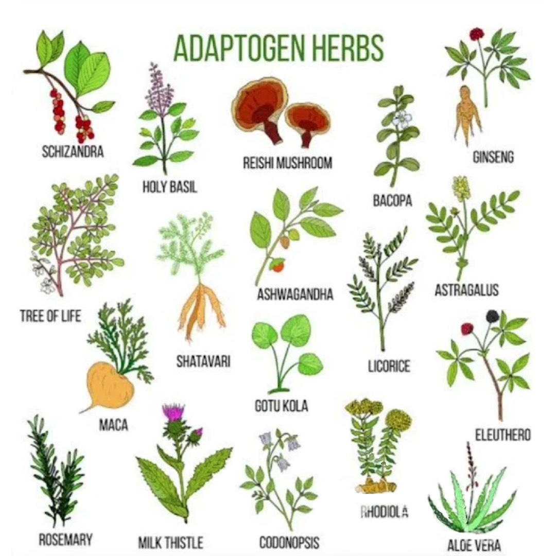 Adaptogenic Herbs – Soulful Touch Wellness